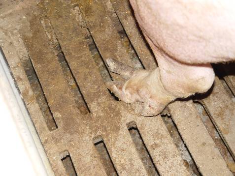 動物生產醫學資訊平台