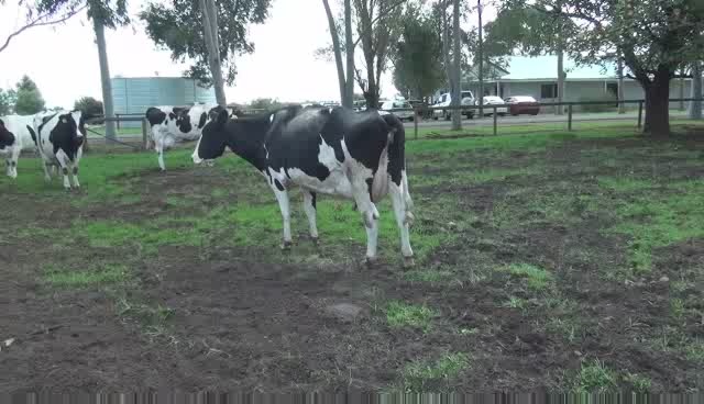 動物生產醫學資訊平台